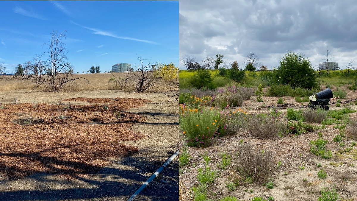Restoring the Sepulveda Basin Wildlife Reserve – Exploring Urban ...