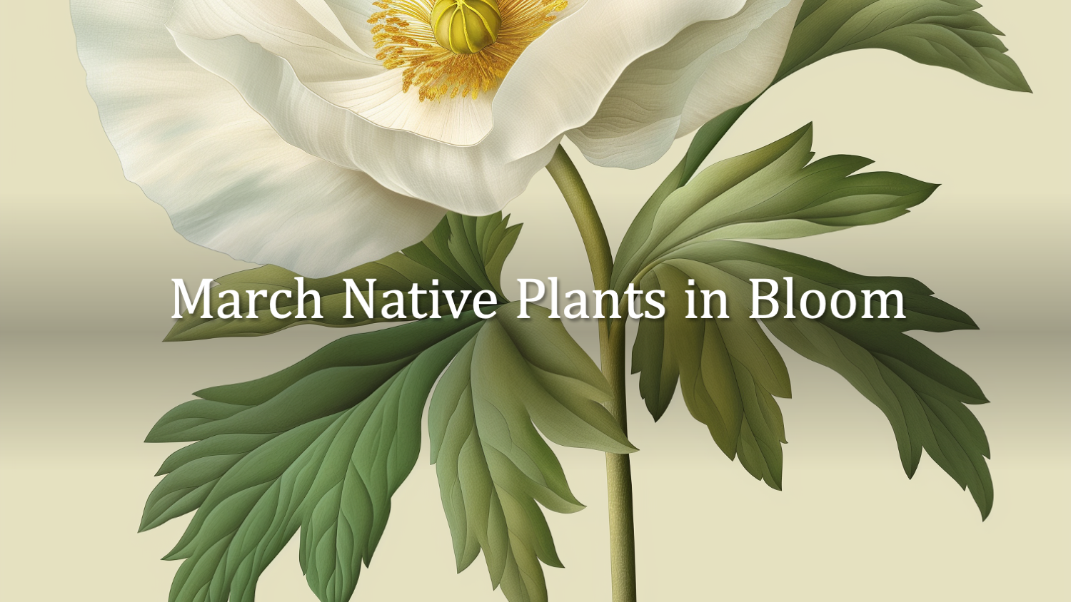 CA Native Plants in Bloom in March – Exploring Urban Ecosystems and ...